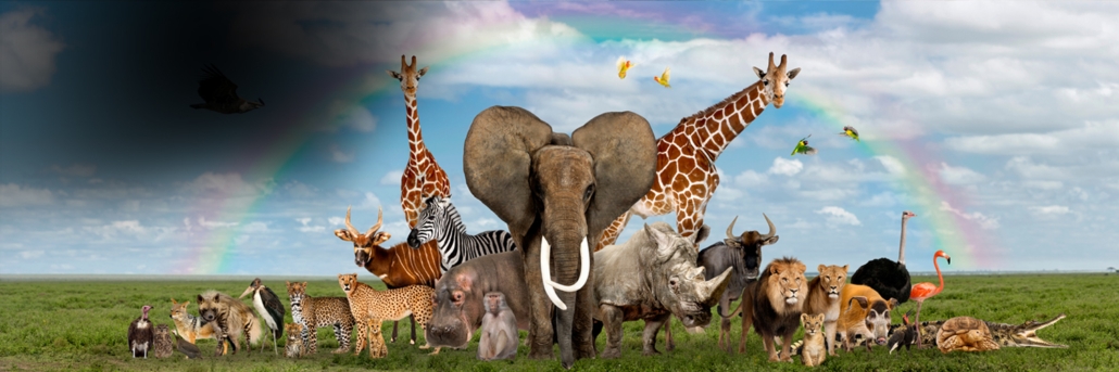 The Tales of Animal Sidekicks | Think Digital Academy